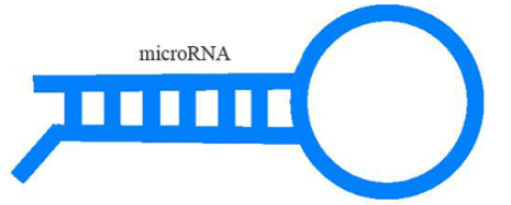 mirna是什么-百度经验