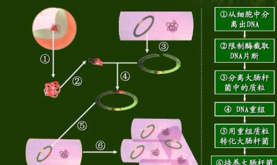 什么是klenow酶？有哪些活性？在基因工程中有什么作用-百度经验