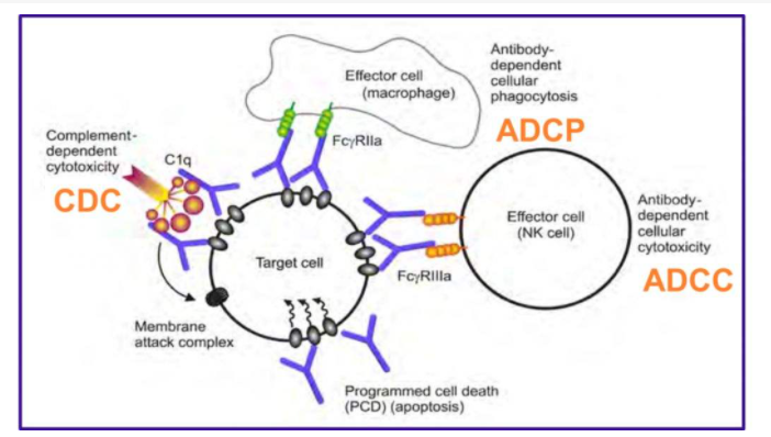adcc效应是什么-百度经验