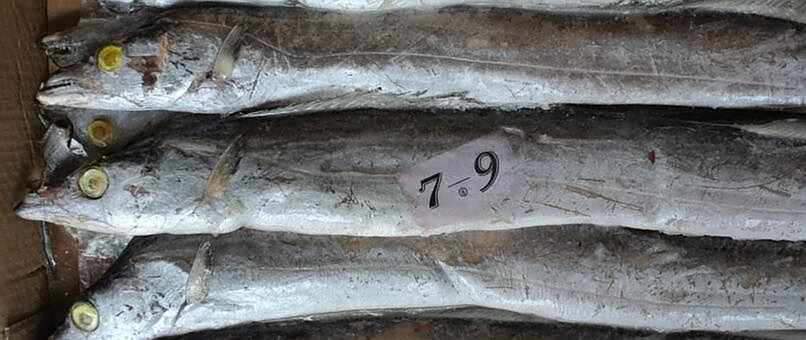 带鱼箱上面 8-10 9-11都是什么意思-百度经验