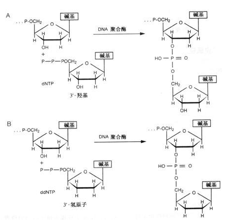 dNTP与NTP-百度经验