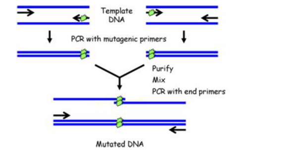 定点突变是怎么通过PCR作用达到目的的-百度经验