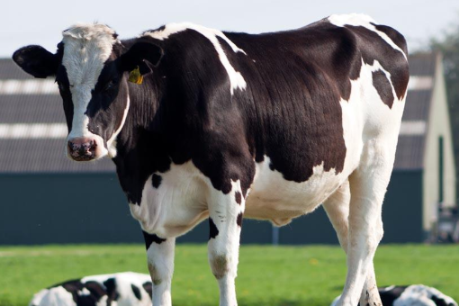 cow怎么读音-百度经验