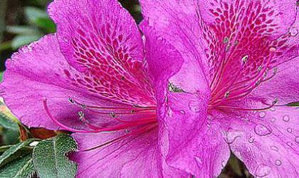 杜鹃花的雄蕊和雌蕊是怎们样的-百度经验