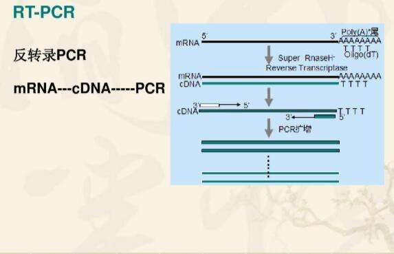 RT-PCR的原理是什么？有何用途-百度经验