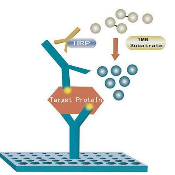 什么是ELISA-百度经验