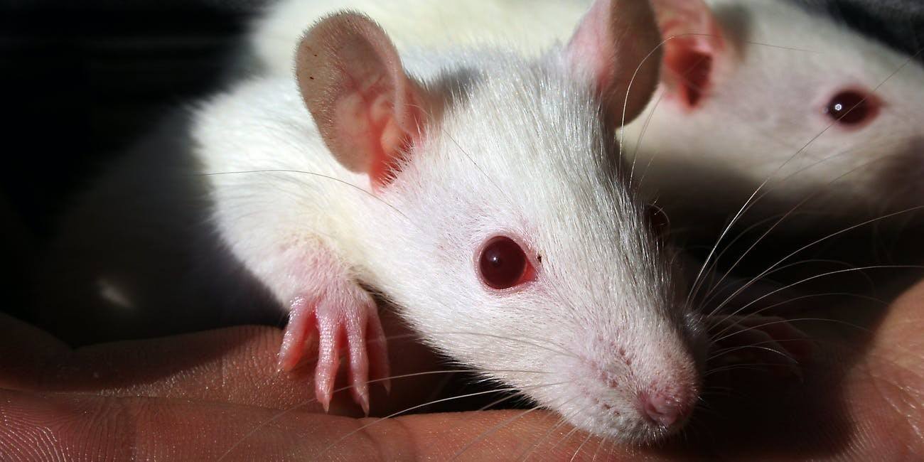 rat和mouse的区别是什么-百度经验