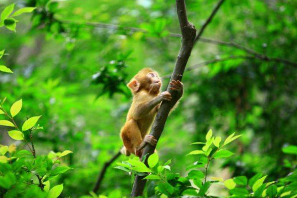 母猴带小猴爬树是教育吗-百度经验