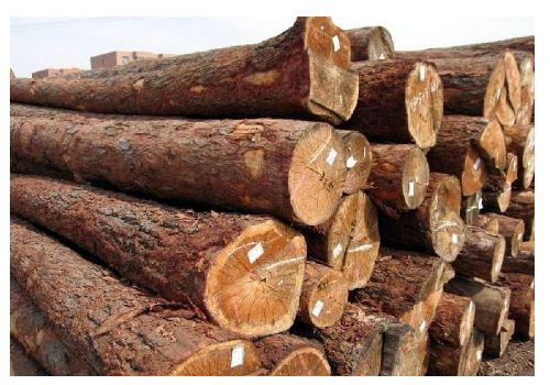 yelling timber什么意思-百度经验