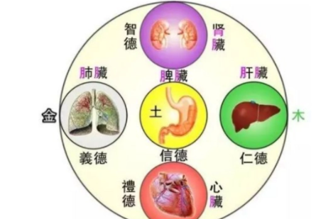 五脏六腑之大主指的是什么-百度经验