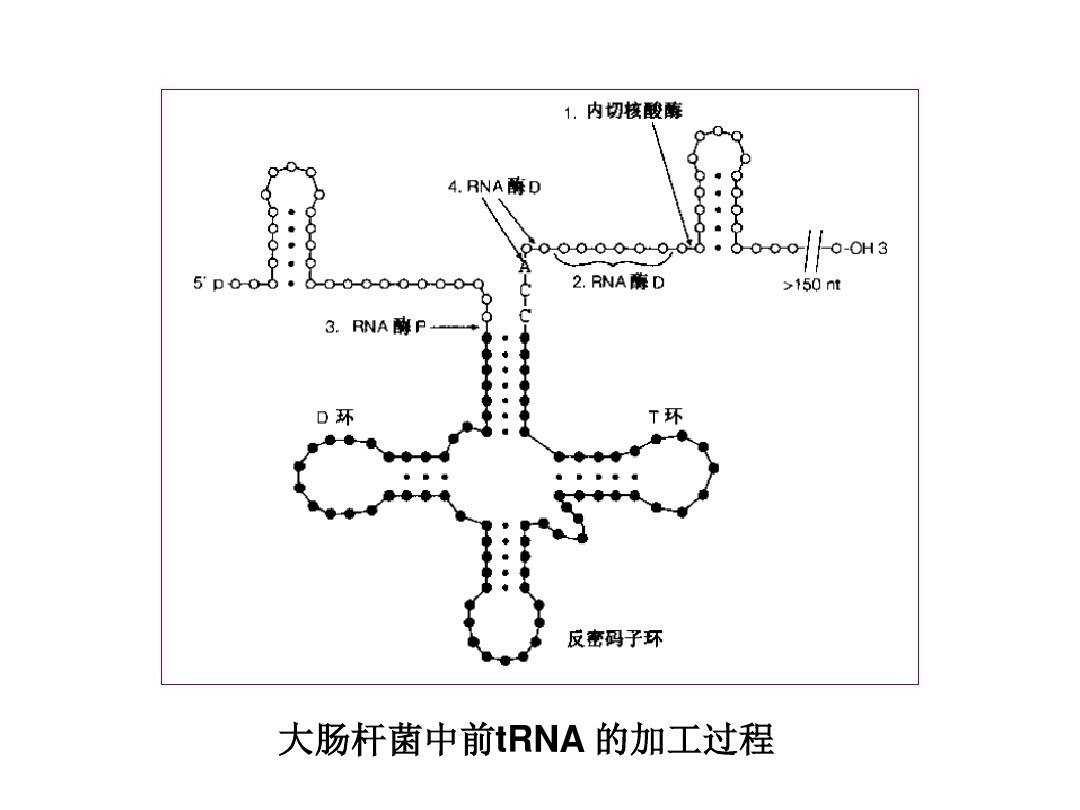 为何trna,rrna比mrna更加稳定-百度经验