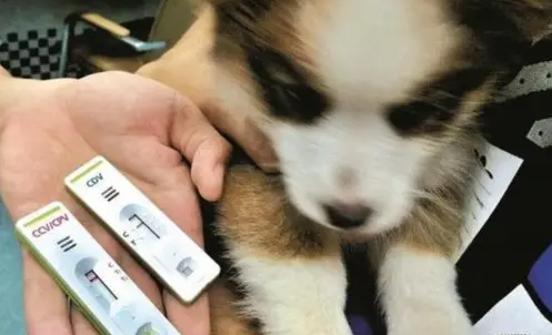 狗狗cdv值多少正常-百度经验