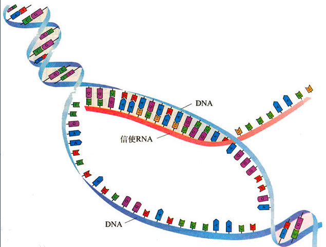 简述mrna的结构特点和功能-百度经验