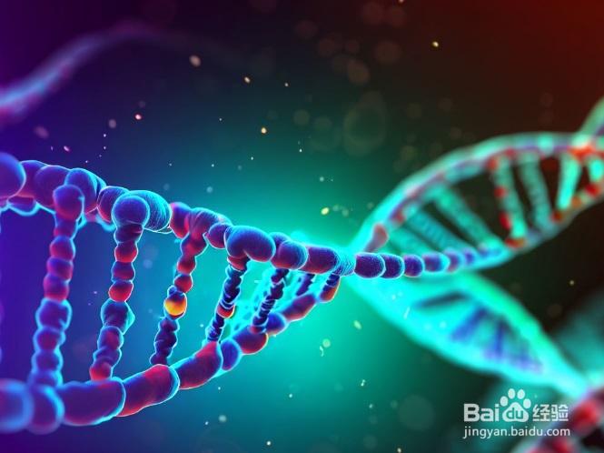 mRNA,tRNA,rRNA的区别与联系-百度经验