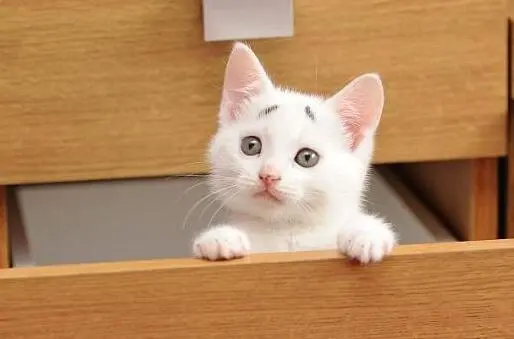 cat怎么读-百度经验