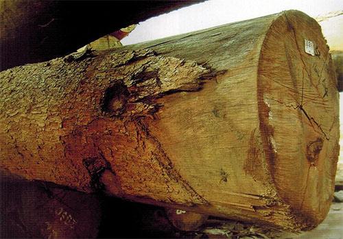 红铁木豆(Parastemon urophyllum.)，木头云木材百科知识-百度经验