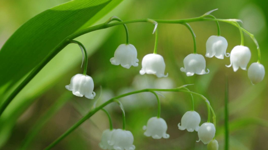 铃兰的英文名-百度经验