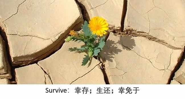 survive词性变化是什么-百度经验