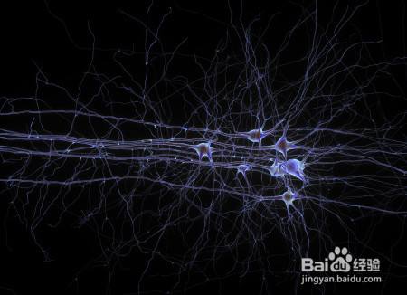 如何记住味道？了解神经元如何形成气味记忆-百度经验