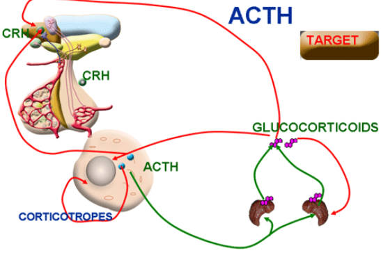 ACTH是什么-百度经验