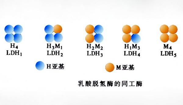 乳酸脱氢酶由几种亚单位组成-百度经验