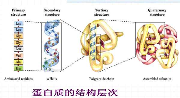 简述蛋白质各个结构层次的基本特点-百度经验
